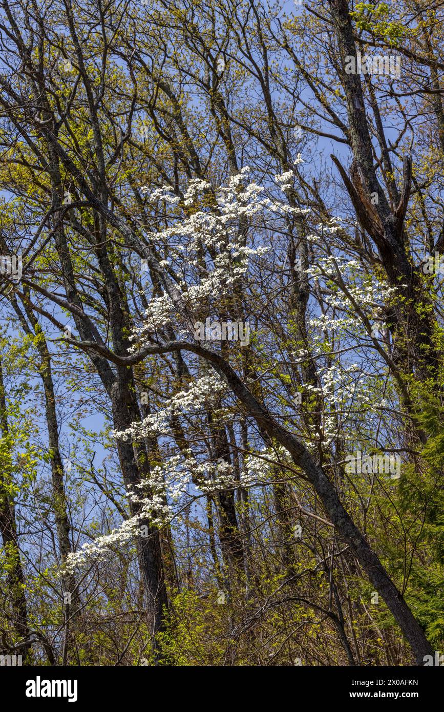 Flowering dogwood trees (Cornus florida) blooming in spring, Great ...