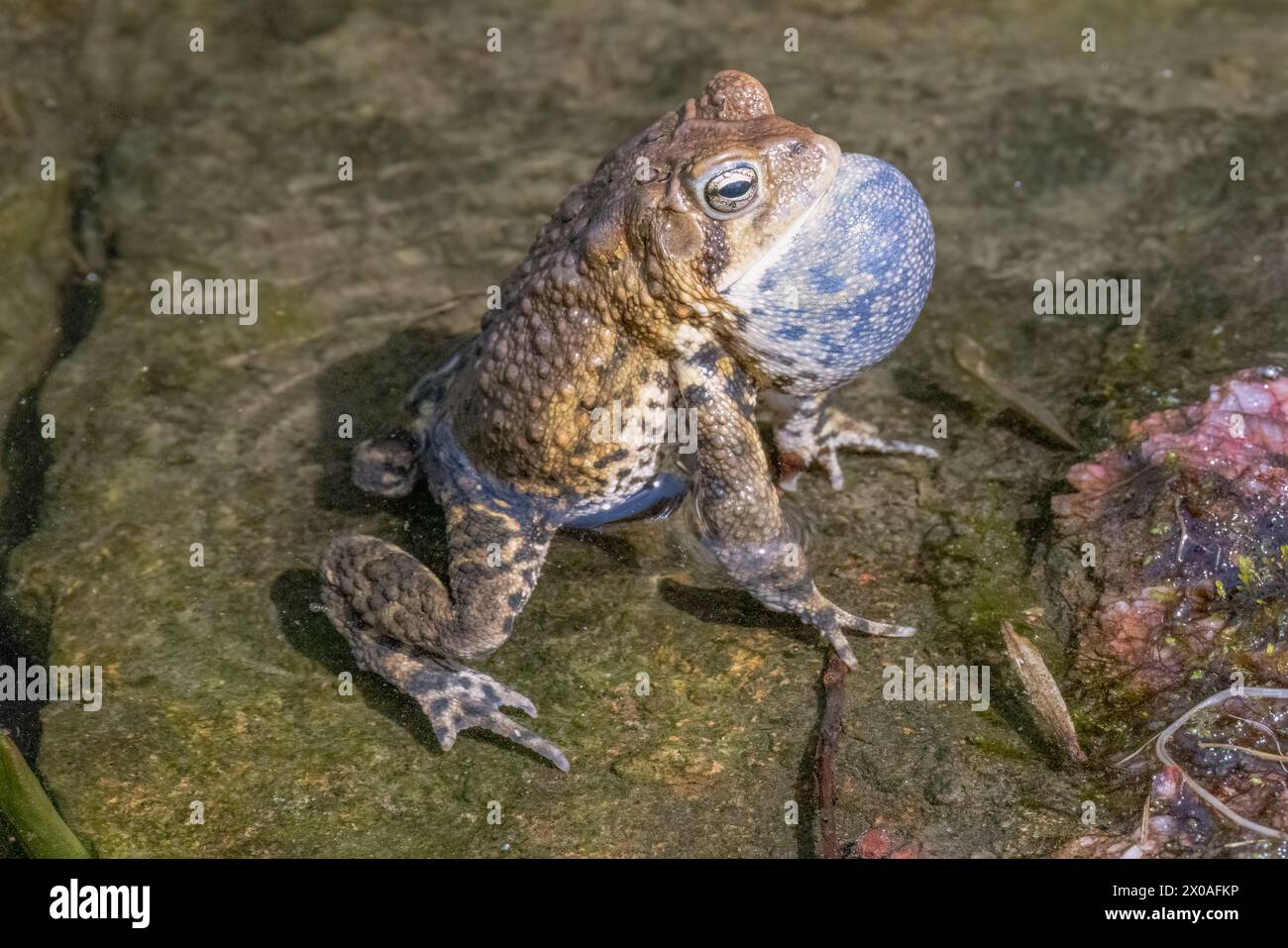 Male American toad (Anaxyrus americanus} in a shallow pond calling with ...