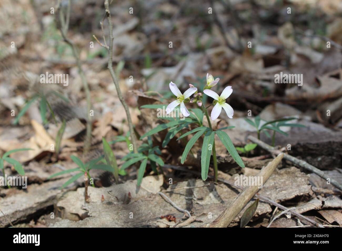 Two cutleaf toothwort wildflower blooms in sun at Dam Number 4 Woods in ...
