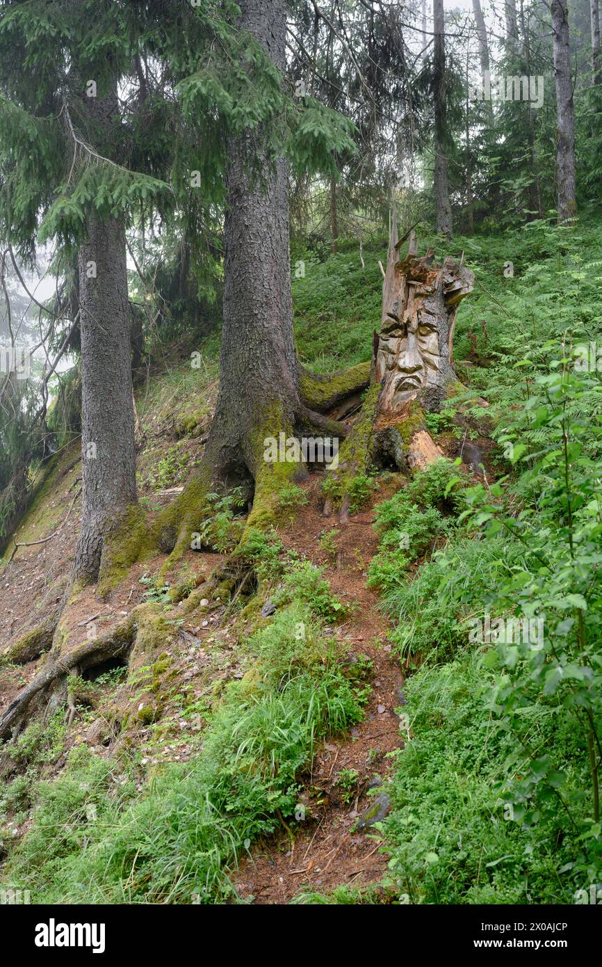 A human face carved on a tree stump in a pine forest on a mountainside ...