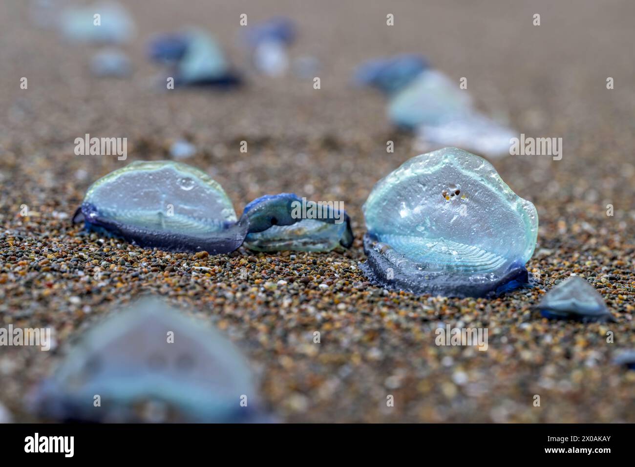 Velella velella colonies Stock Photo - Alamy
