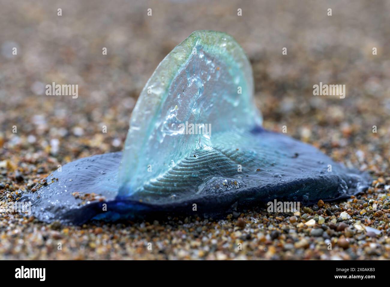 Velella sea raft wind hi-res stock photography and images - Alamy