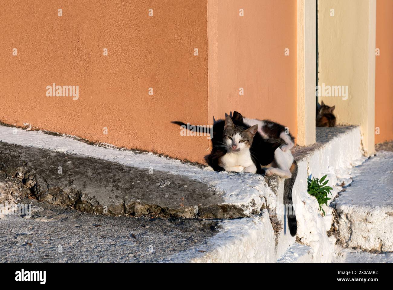Female stray cat with her kittens Stock Photo - Alamy