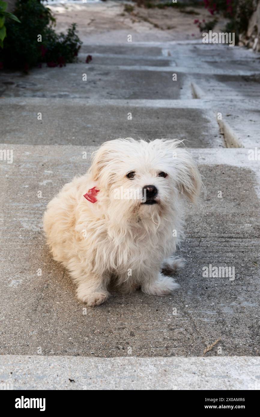 Furry white dog hi-res stock photography and images - Alamy