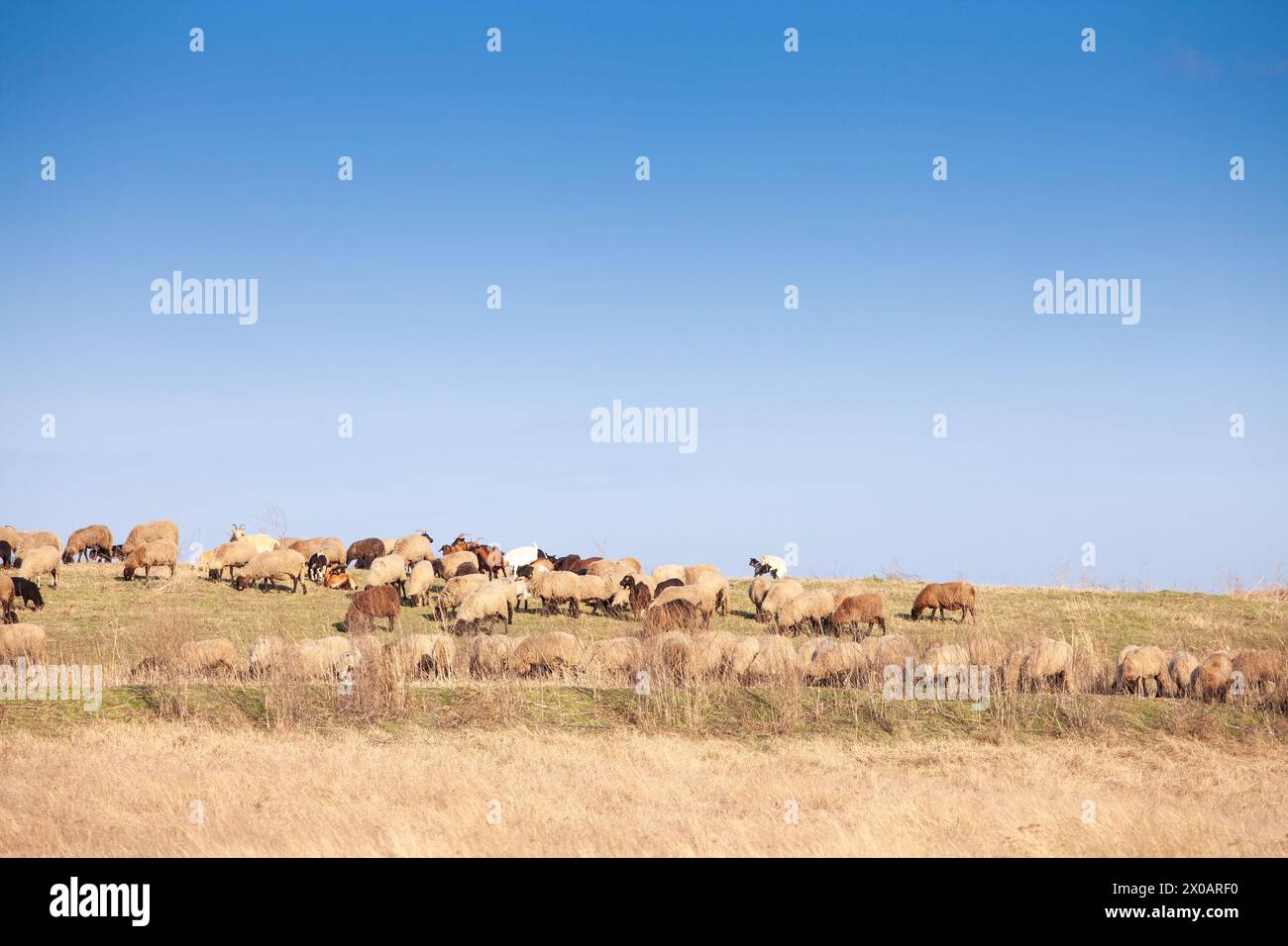 Picture of sheeps, white sheeps, standing in a pasture. Sheep are ...