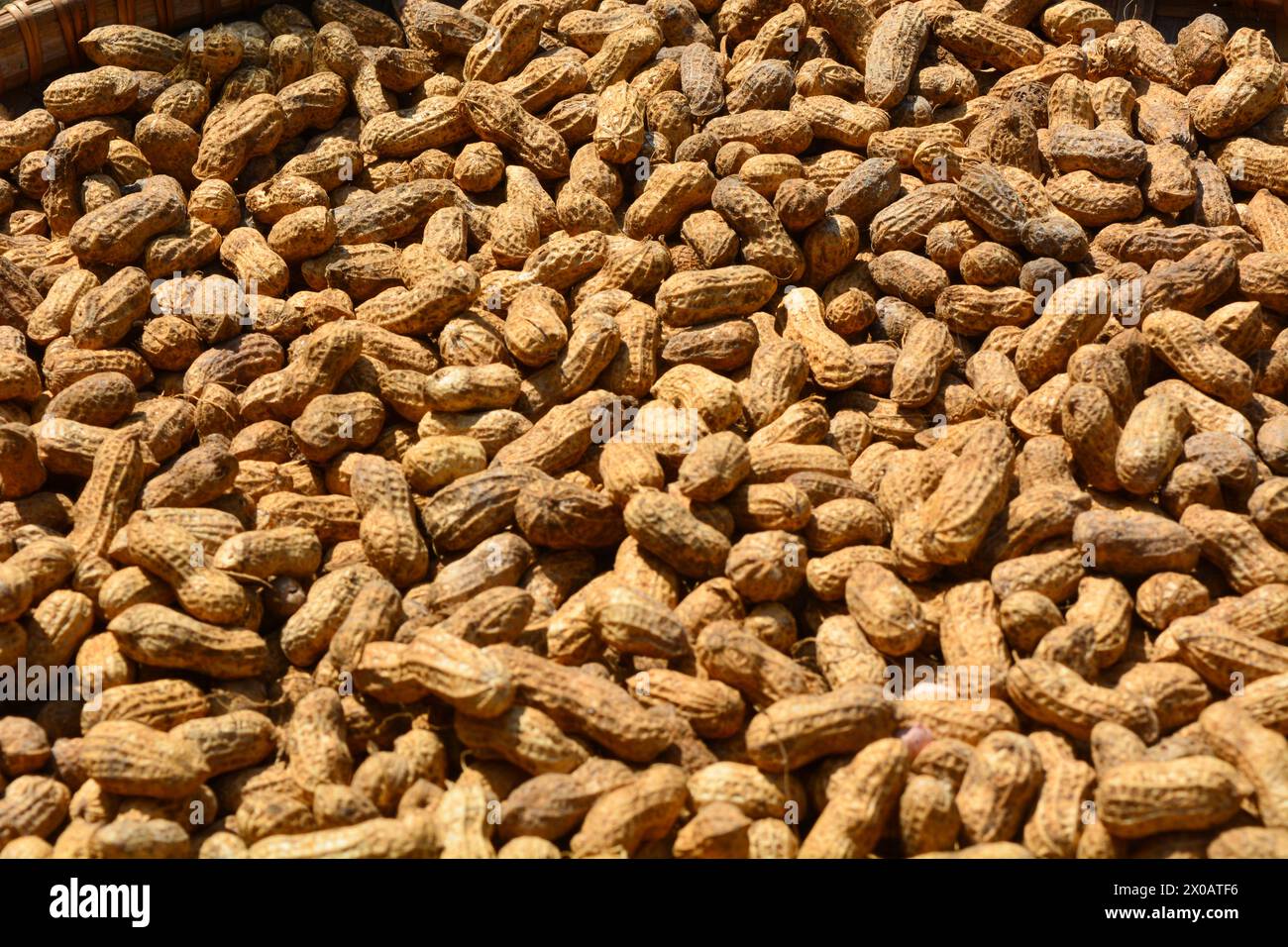 Flat lay of peanuts that are being dried in the sun with their skins on ...