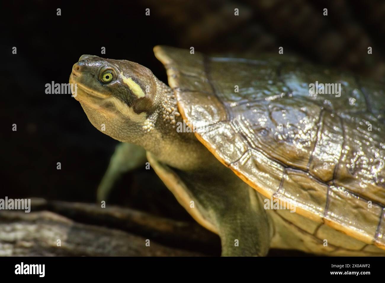 The Mary River turtle is an endangered species of short-necked turtle in the family Chelidae ...