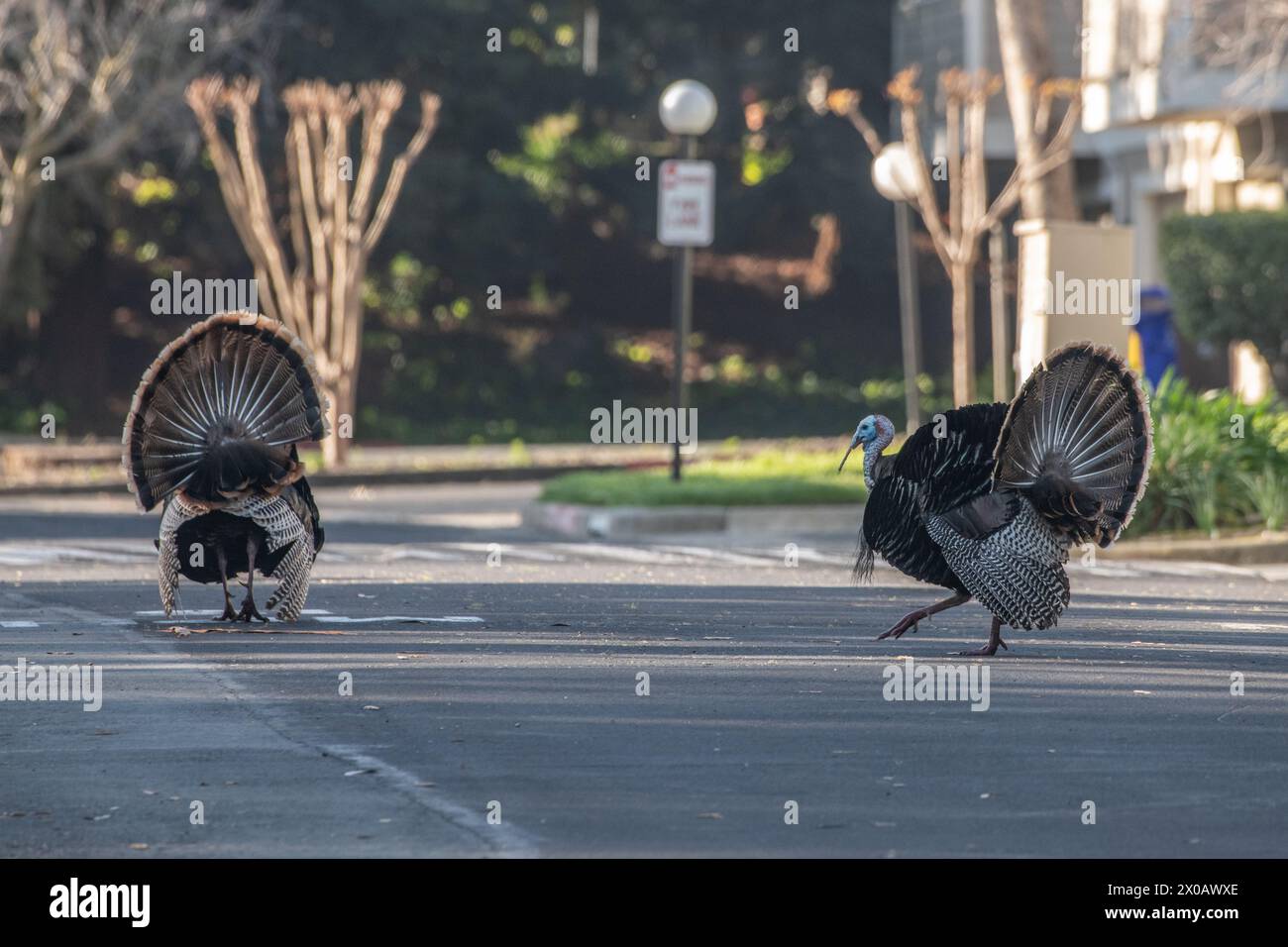 Urban turkeys (Meleagris gallopavo) in a neighborhood in the San ...