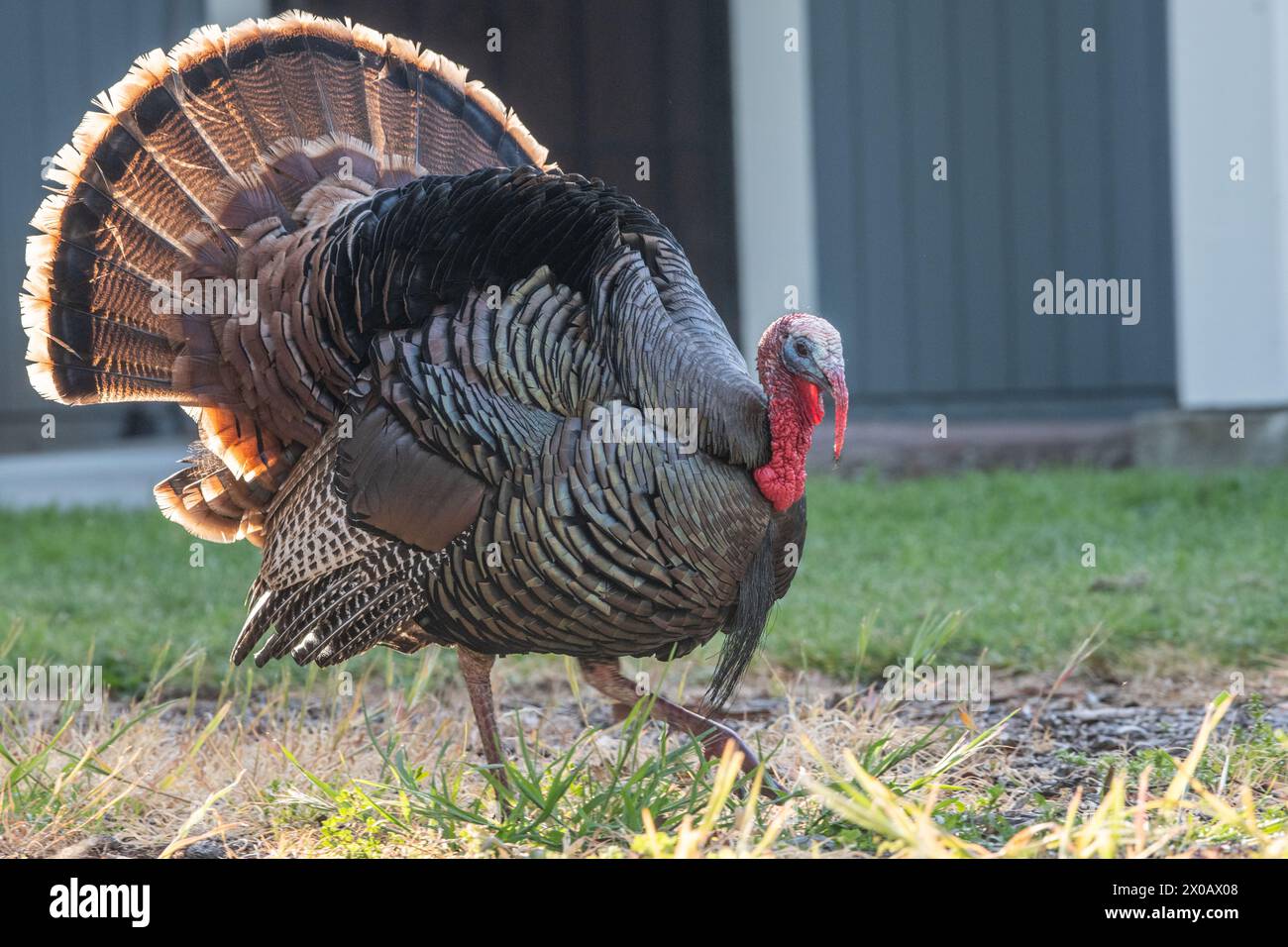 Tom turkey hi-res stock photography and images - Alamy