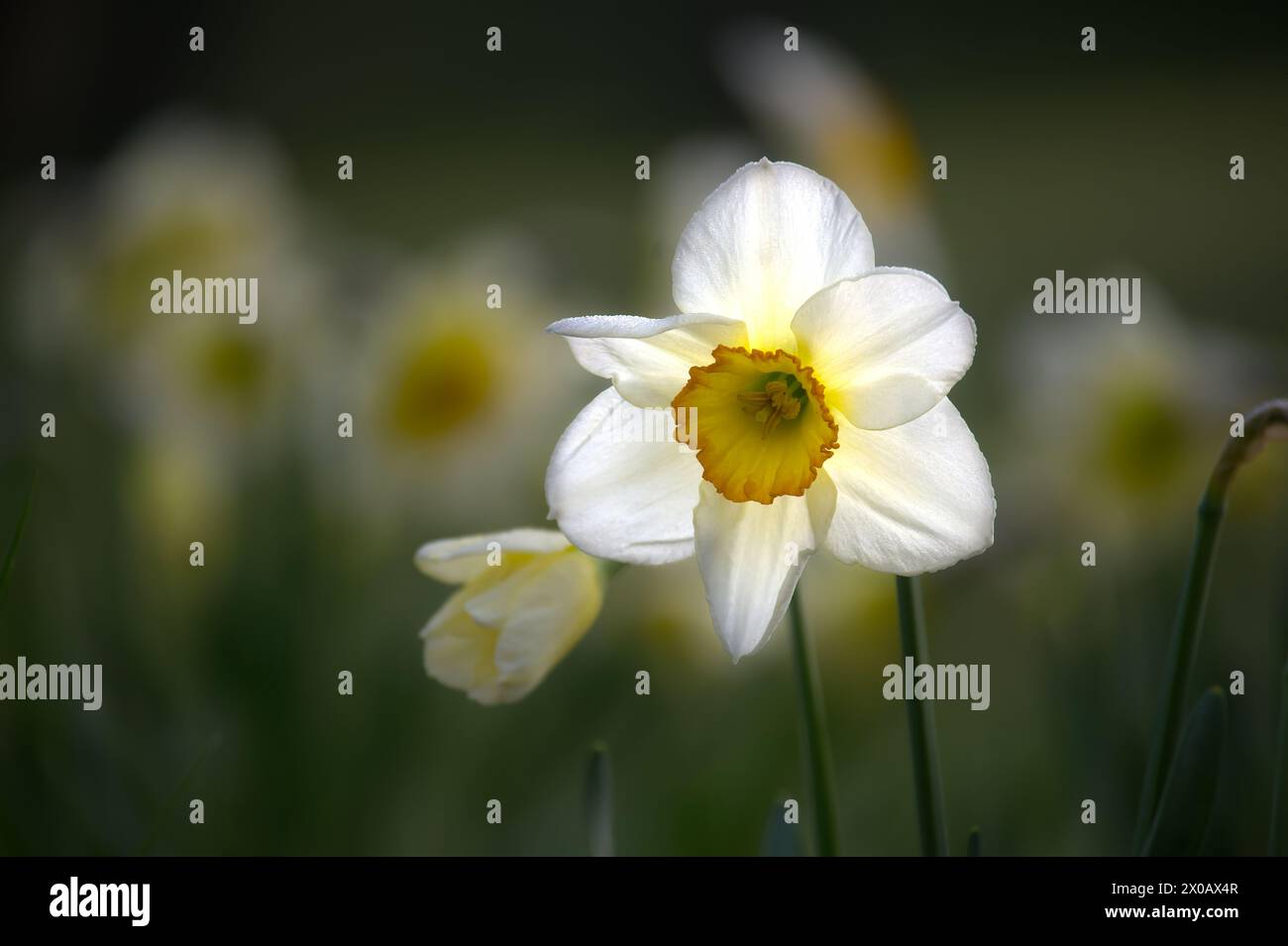 The focus on the daffodils creates a sharp contrast with the ...