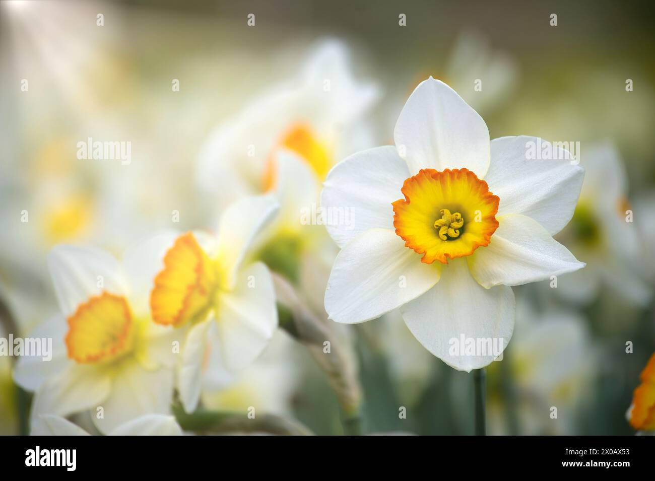 White daffodils also known as narcissus in full bloom, focus on the ...