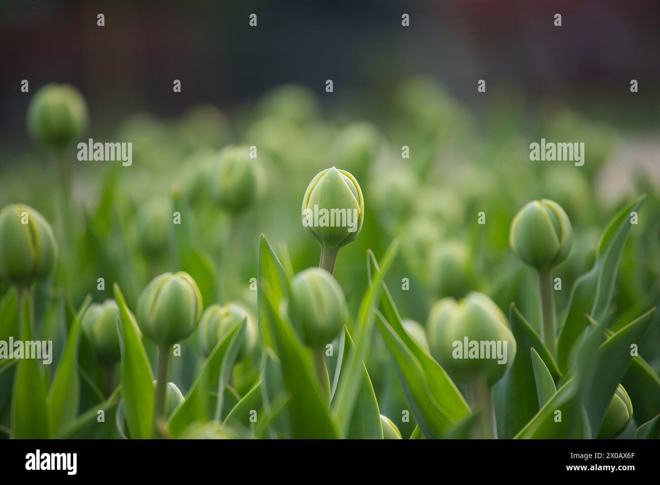 Tulips in the early stages of blooming, hues of green in the tulips are ...