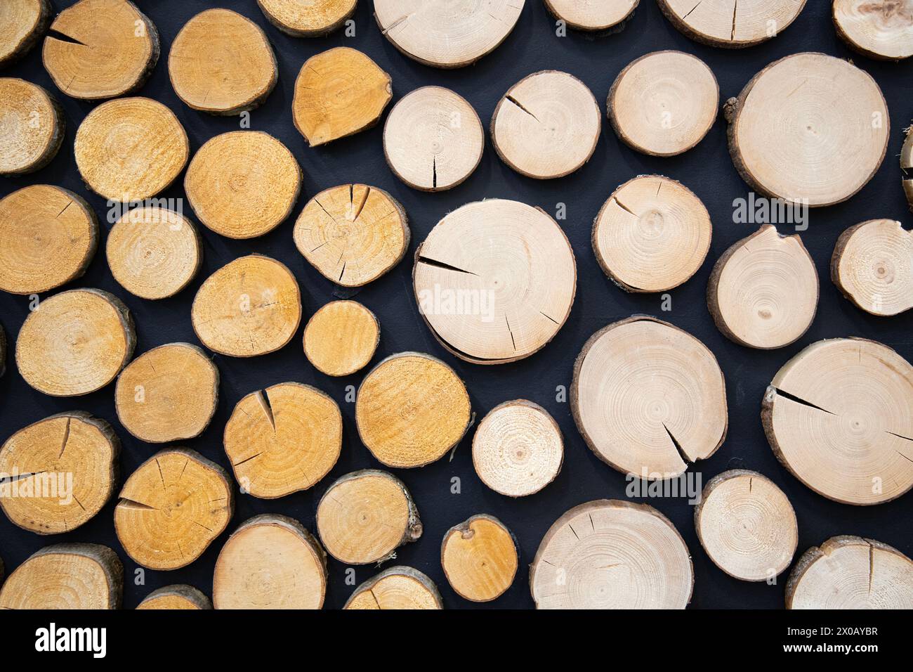 Background texture of a cross section of cut ends of round wooden logs ...