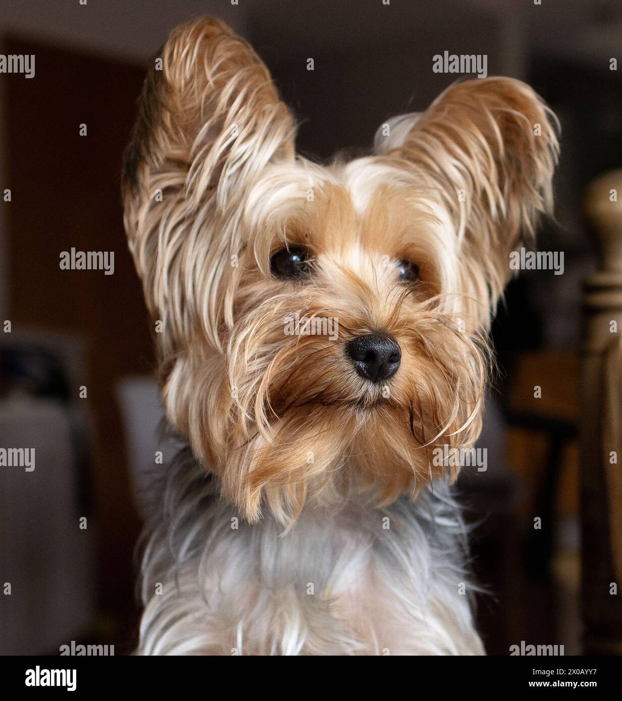 Cute small yorkshire pet looking out and attentive. Dark background ...