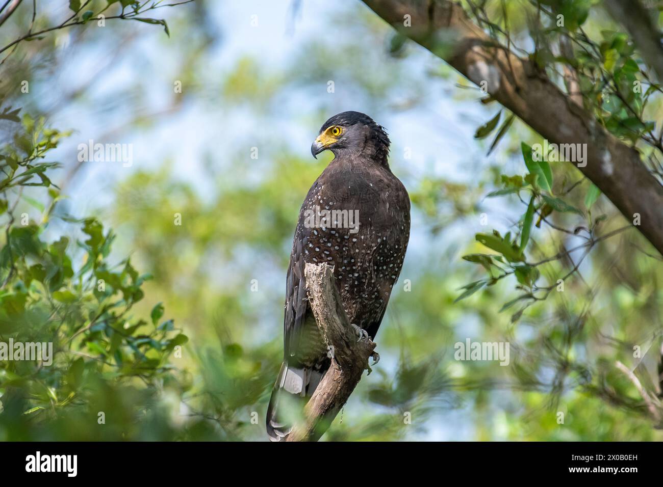 Crested Serpent Eagle (Spilornis cheela spilogaster), Also Known as a ...