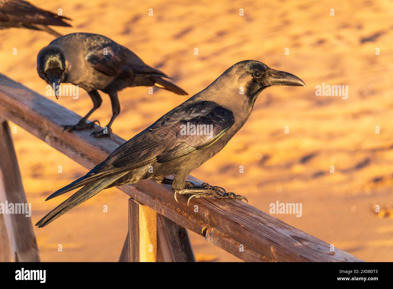 The brown-necked raven (Corvus ruficollis) sitting on a wooden fence ...