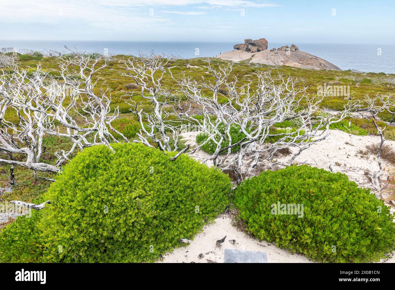 Fire-Affected Vegetation at Remarkable Rocks, Flinders Chase National ...