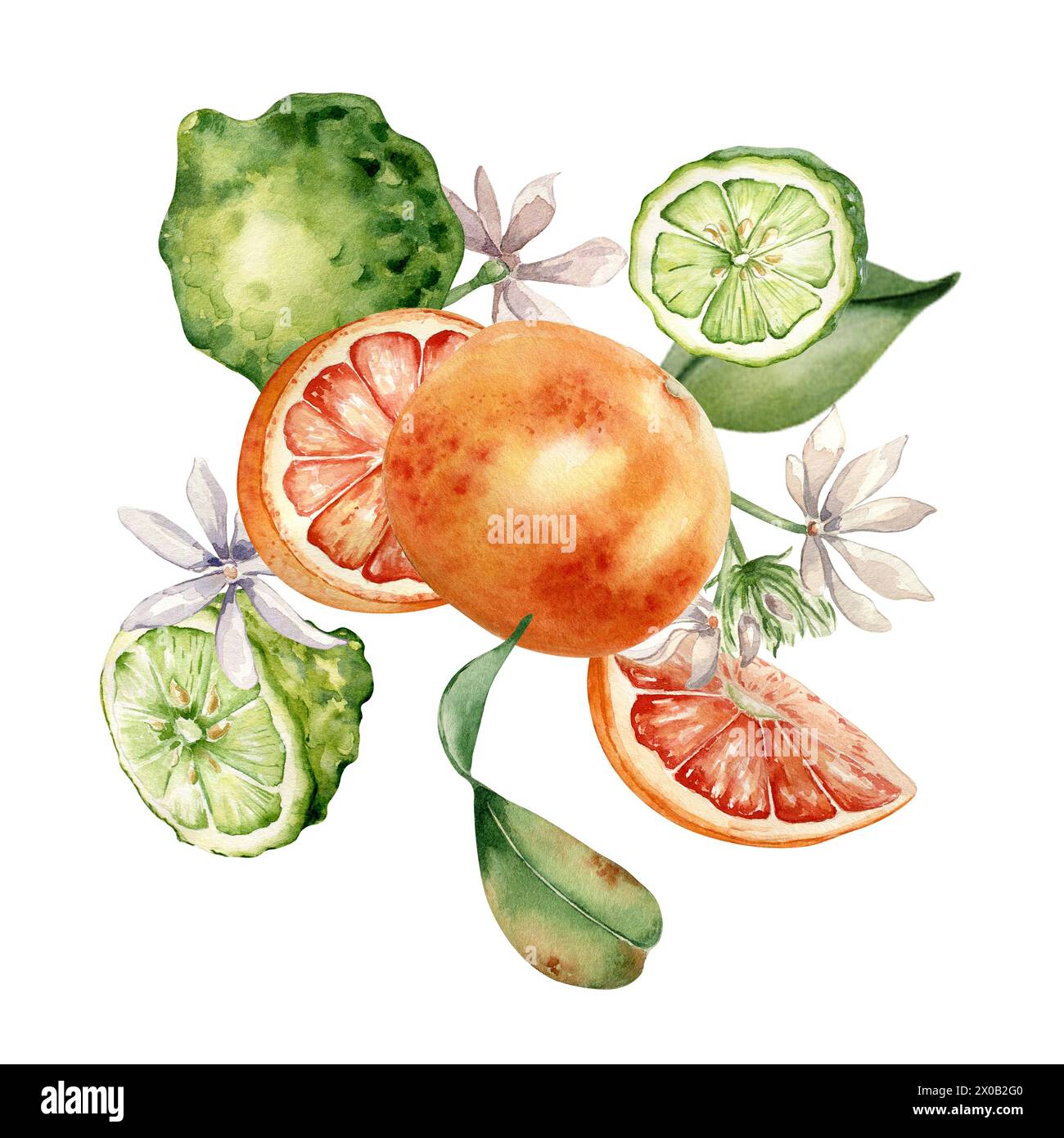 Grapefruit and bergamot citrus fruits with jasmine flowers watercolor isolated illustration ...
