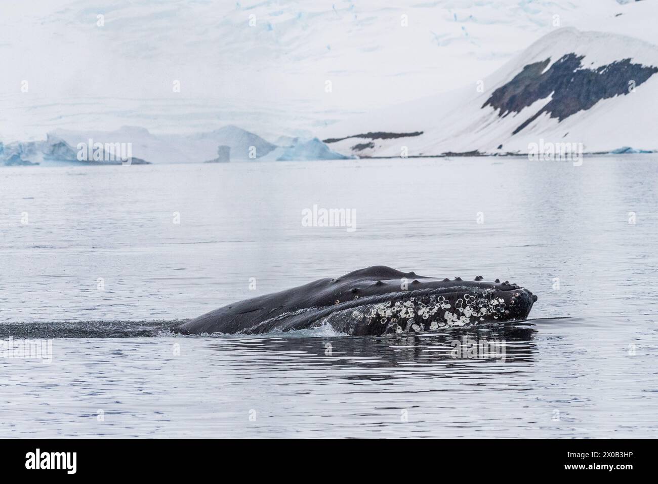 Close-up of the head of a humpback whale -Megaptera novaeangliae. Image ...