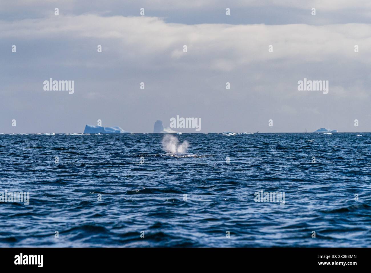 Close-up of the lateral fin of a sleeping Humpback Whale -Megaptera ...