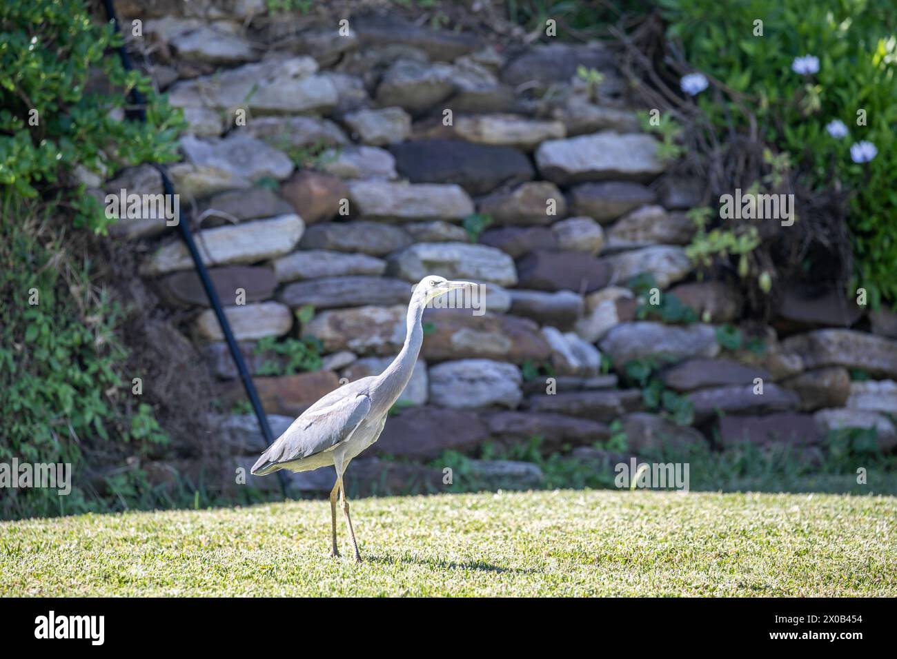 Sydney,Australia, white faced heron sometimes known as white fronted ...