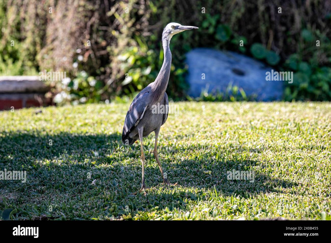 Sydney,Australia, white faced heron sometimes known as white fronted ...