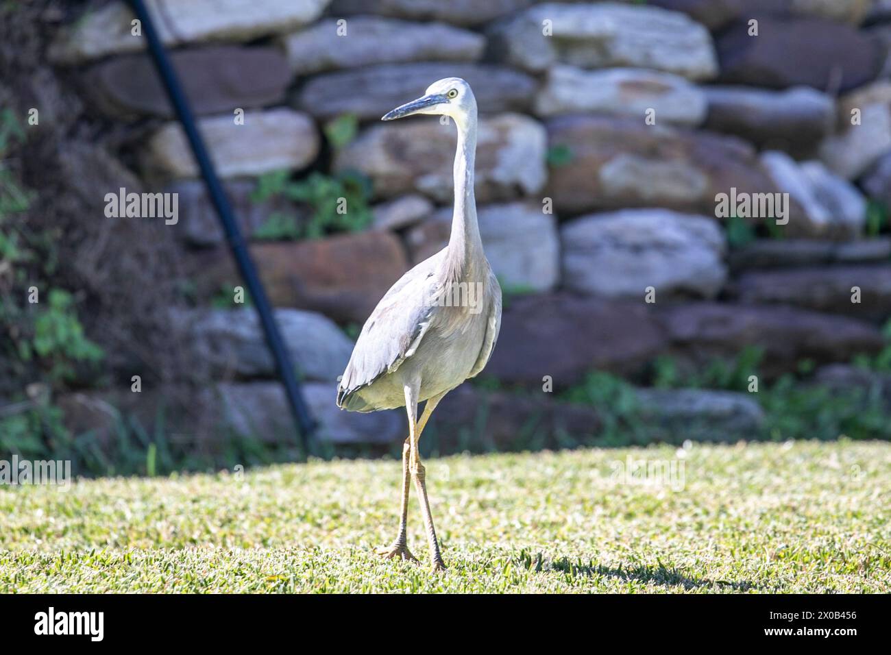 Sydney,Australia, white faced heron sometimes known as white fronted ...