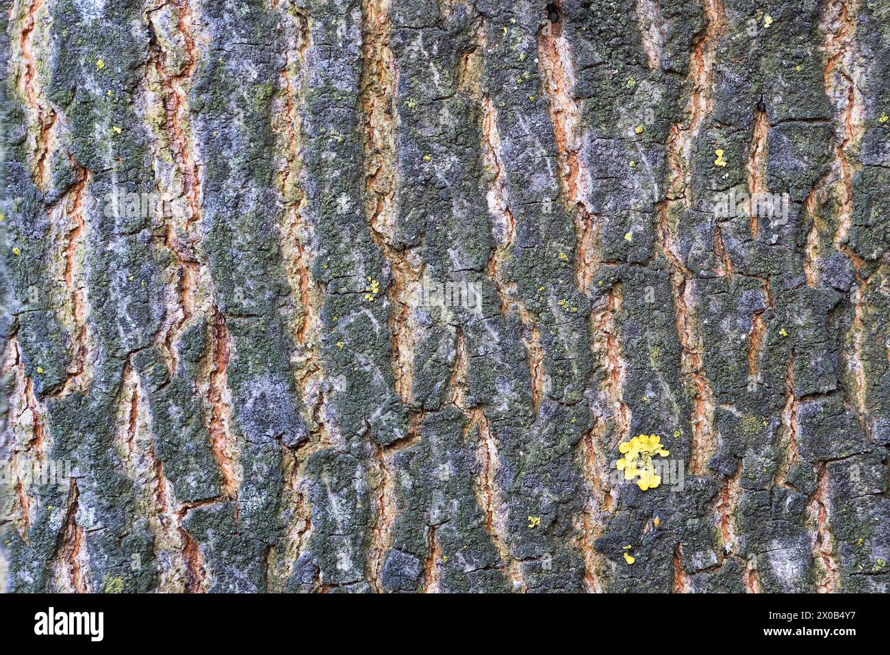 real ash bark texture ready for your design, stacked image Stock Photo ...