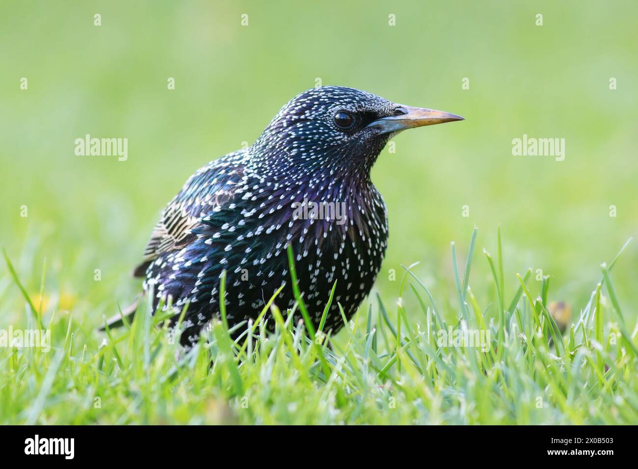 colorful adult grey starling on lawn, bird showing mating plumage ...