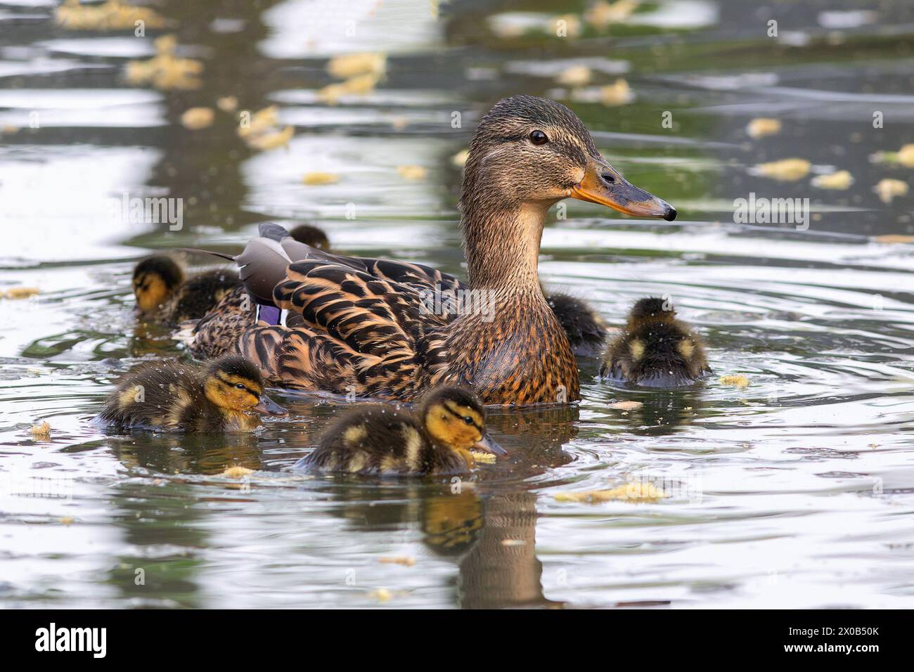 female mallard with young chicks, first swim for the ducklings (Anas ...