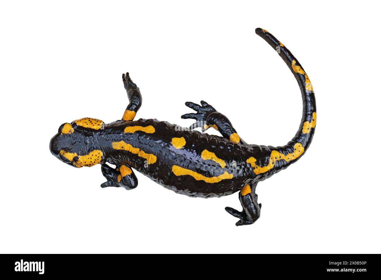 fire salamander isolated over white background (Salamandra salamandra ...