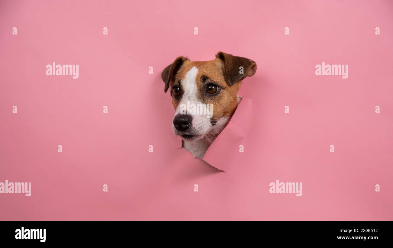 Funny dog jack russell terrier tore pink paper background Stock Photo ...
