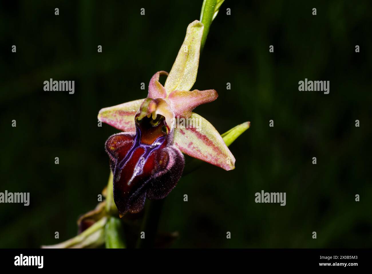 Colorful flower of the dark Cypriot orchid (Ophrys morio), Cyprus Stock ...