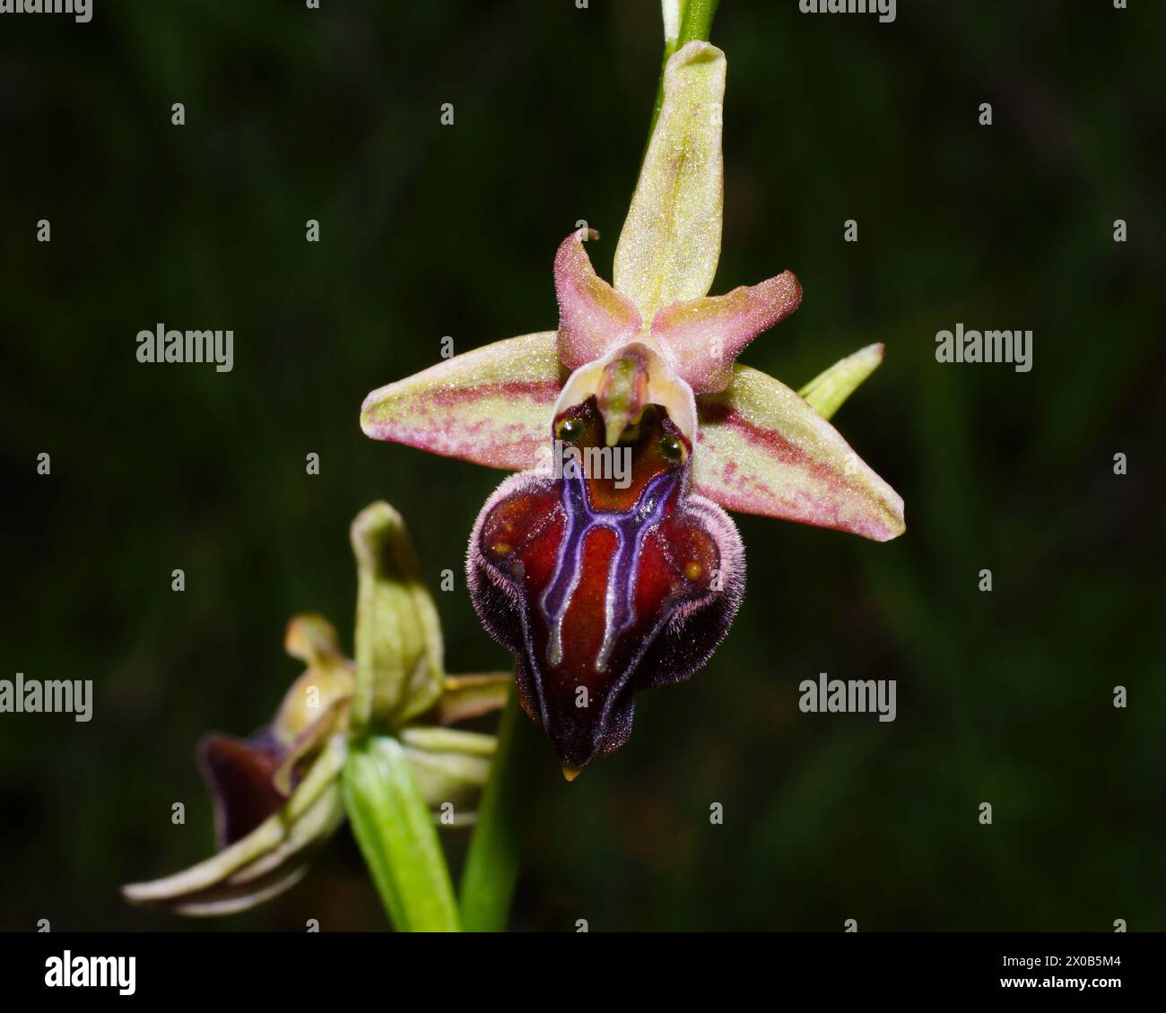 Flower of the dark Cypriot orchid (Ophrys morio), Cyprus Stock Photo ...