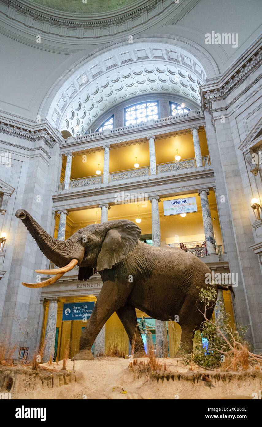 Smithsonian National Museum of Natural History, on the National Mall in ...