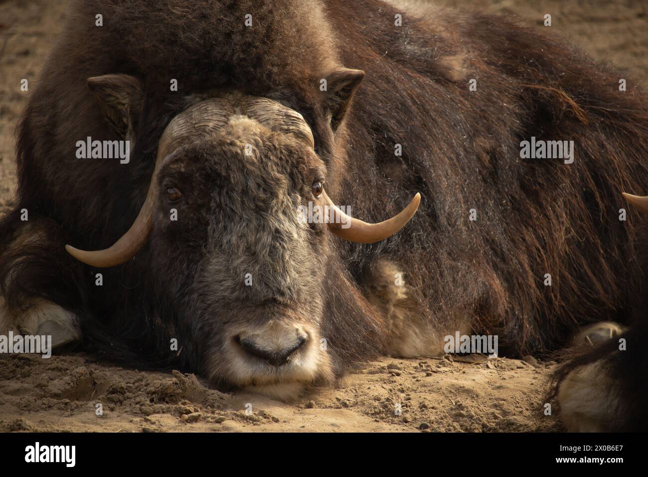 Portrait of musk ox in nature. Musk ox lying on the sand Stock Photo ...