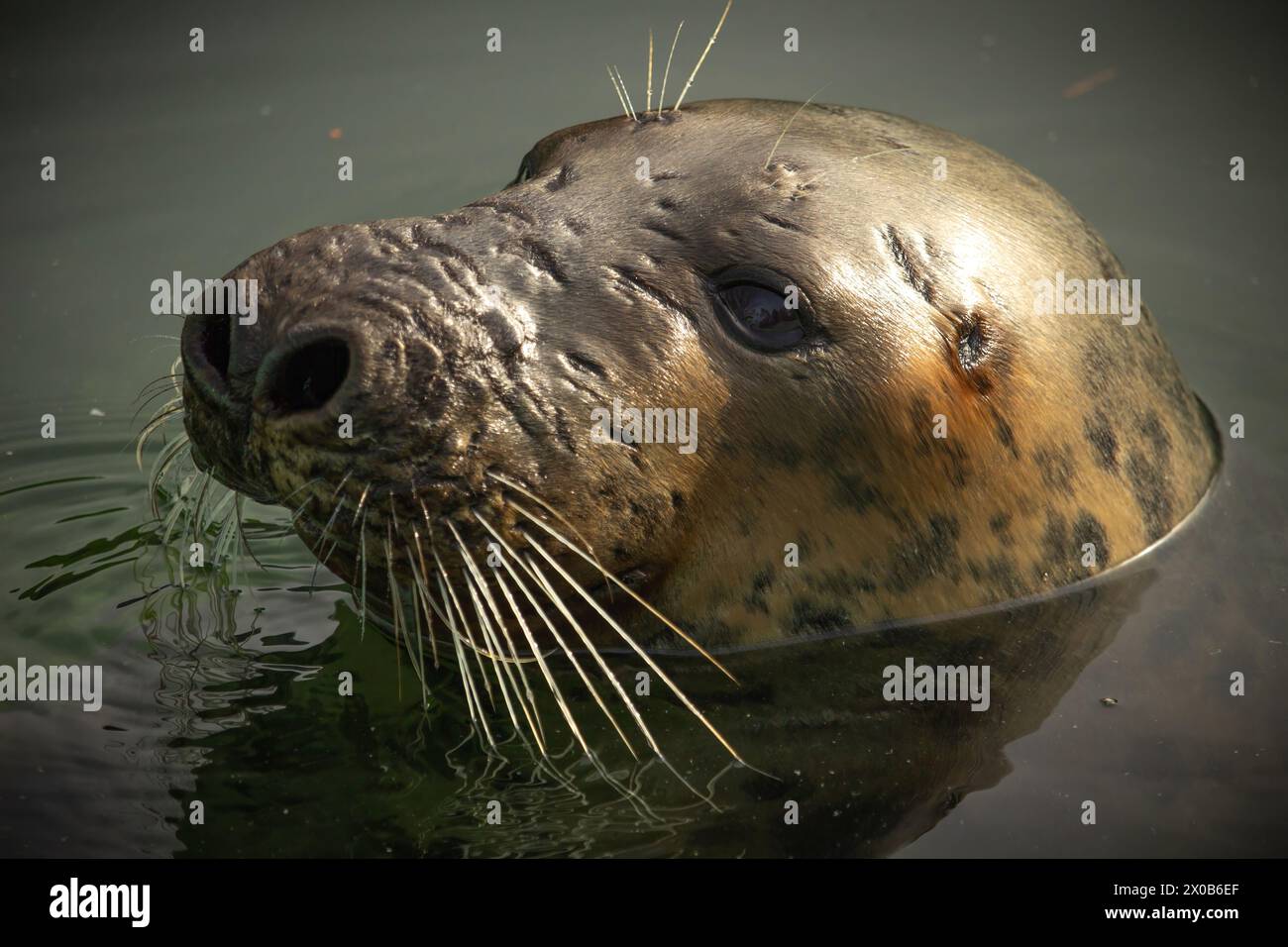 Sea lion female surfacing hi-res stock photography and images - Alamy