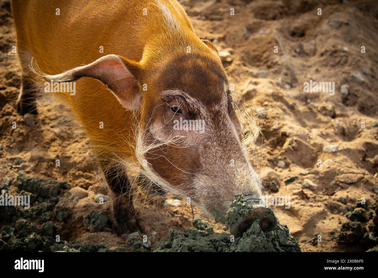 The red river hog also known as the bush pig is a pig living in Africa ...