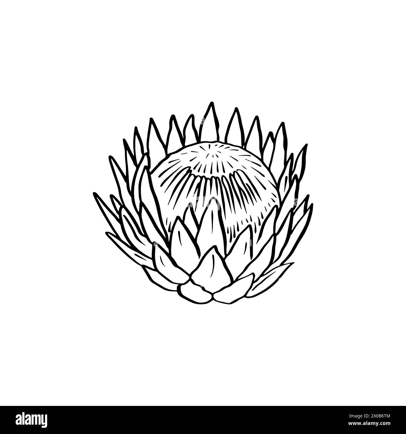 Protea silhouette Stock Vector Images - Alamy