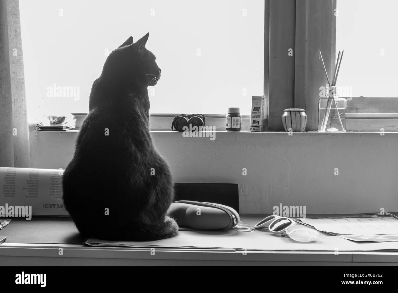 Gray black cat in the window observing life and things around him Stock ...