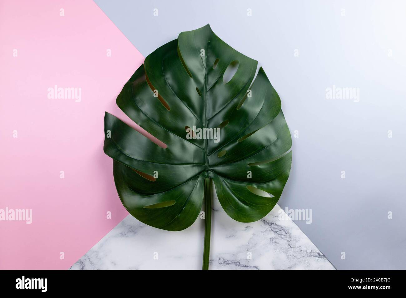 Top view of green monstera leaf on colourful background. Blue, pink and ...