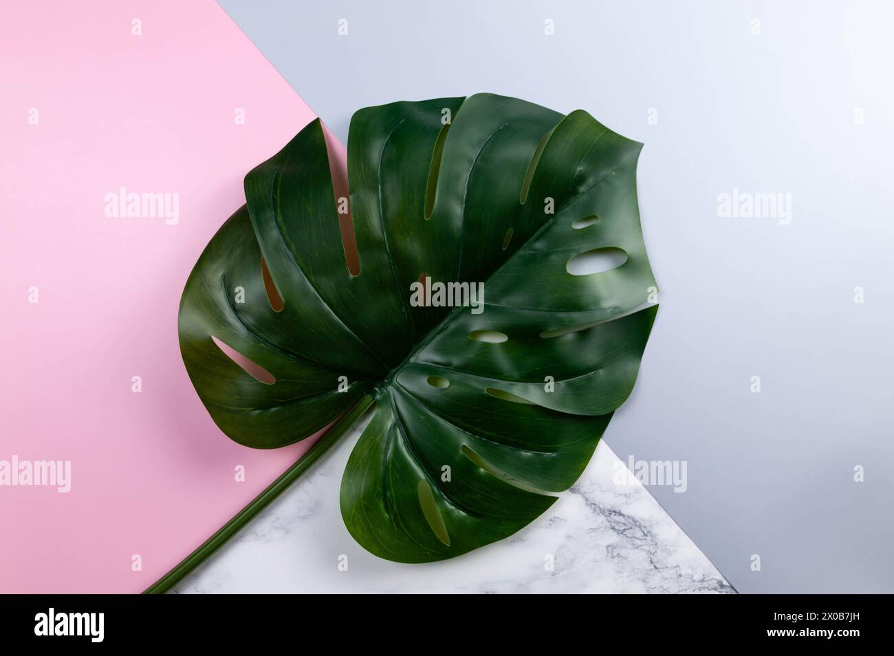 Top view of green monstera leaf on colourful background. Blue, pink and ...