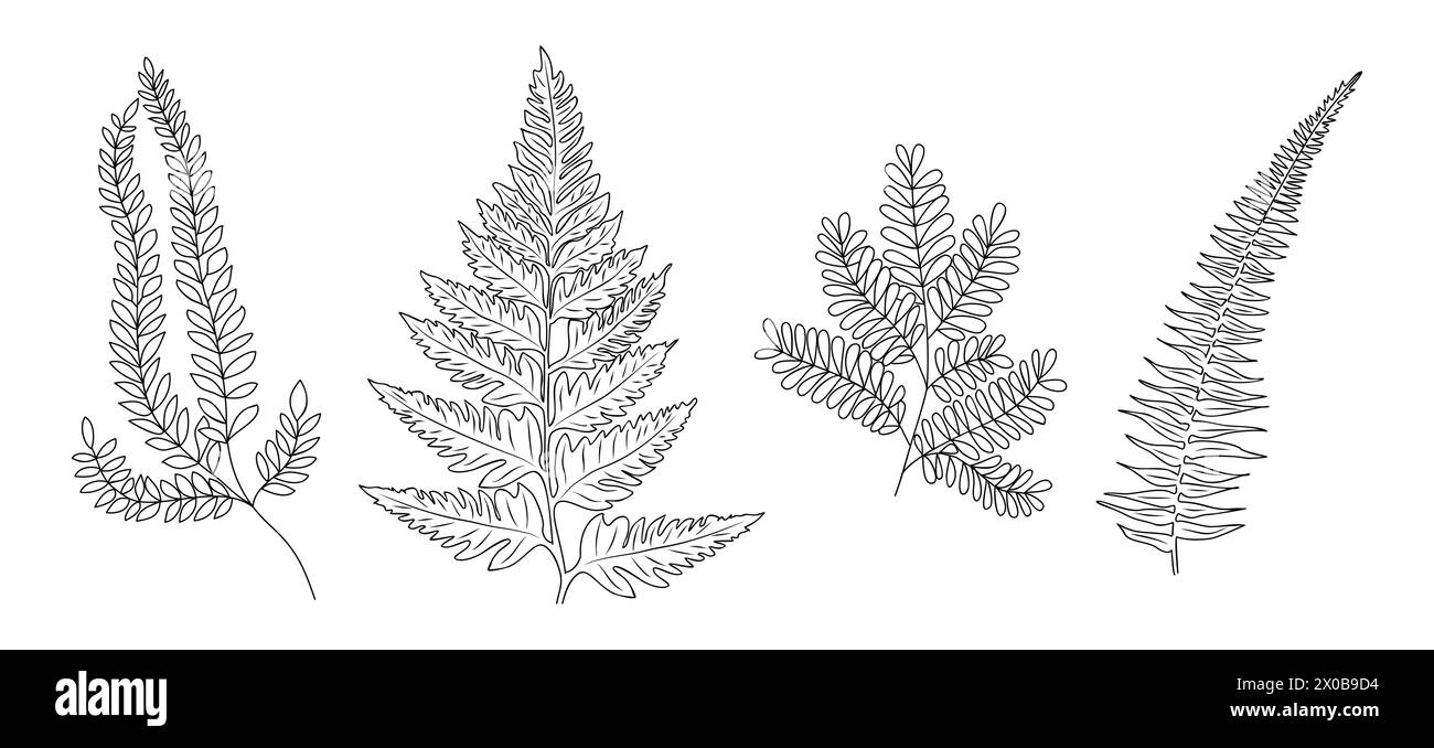 Set of Fern leaves line art drawings Stock Vector Image & Art - Alamy