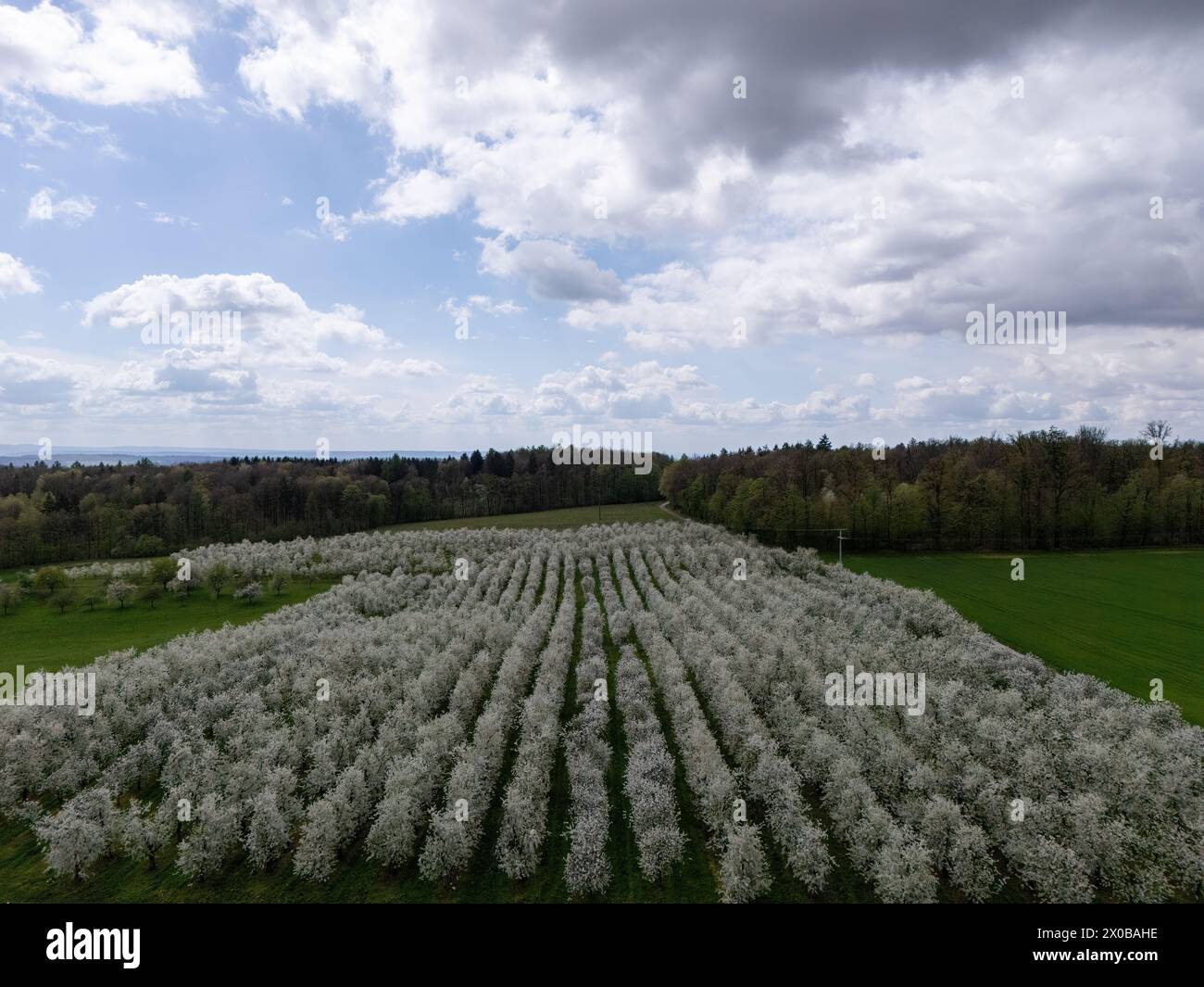 Scenic pathway blooming trees hi-res stock photography and images - Alamy