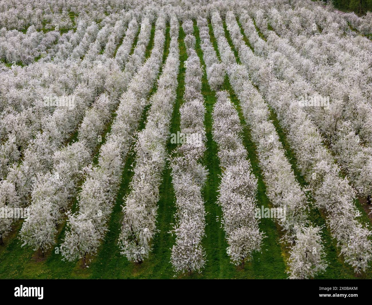 Field pink blooming fruit trees hi-res stock photography and images - Alamy
