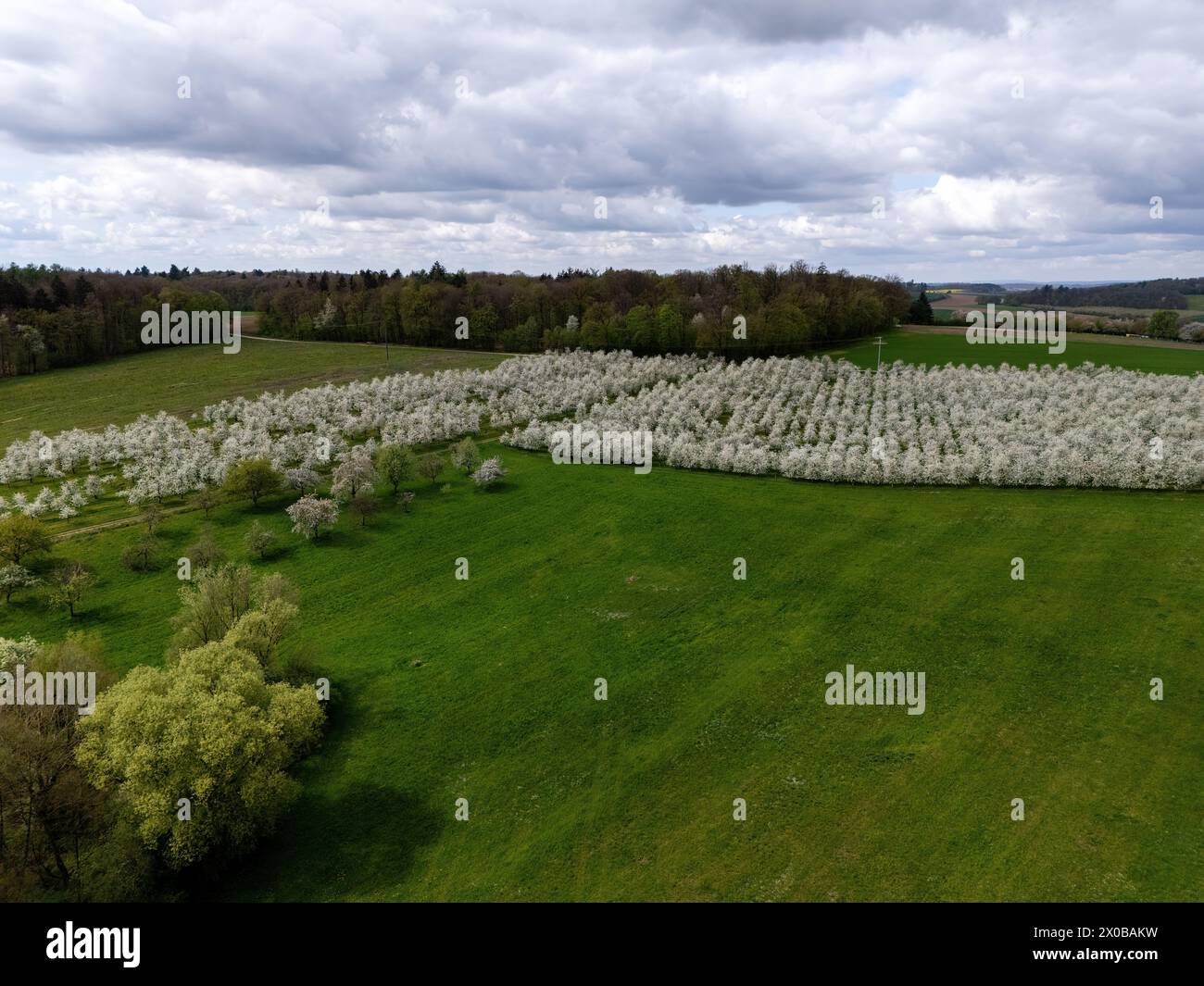 Scenic pathway blooming trees hi-res stock photography and images - Alamy