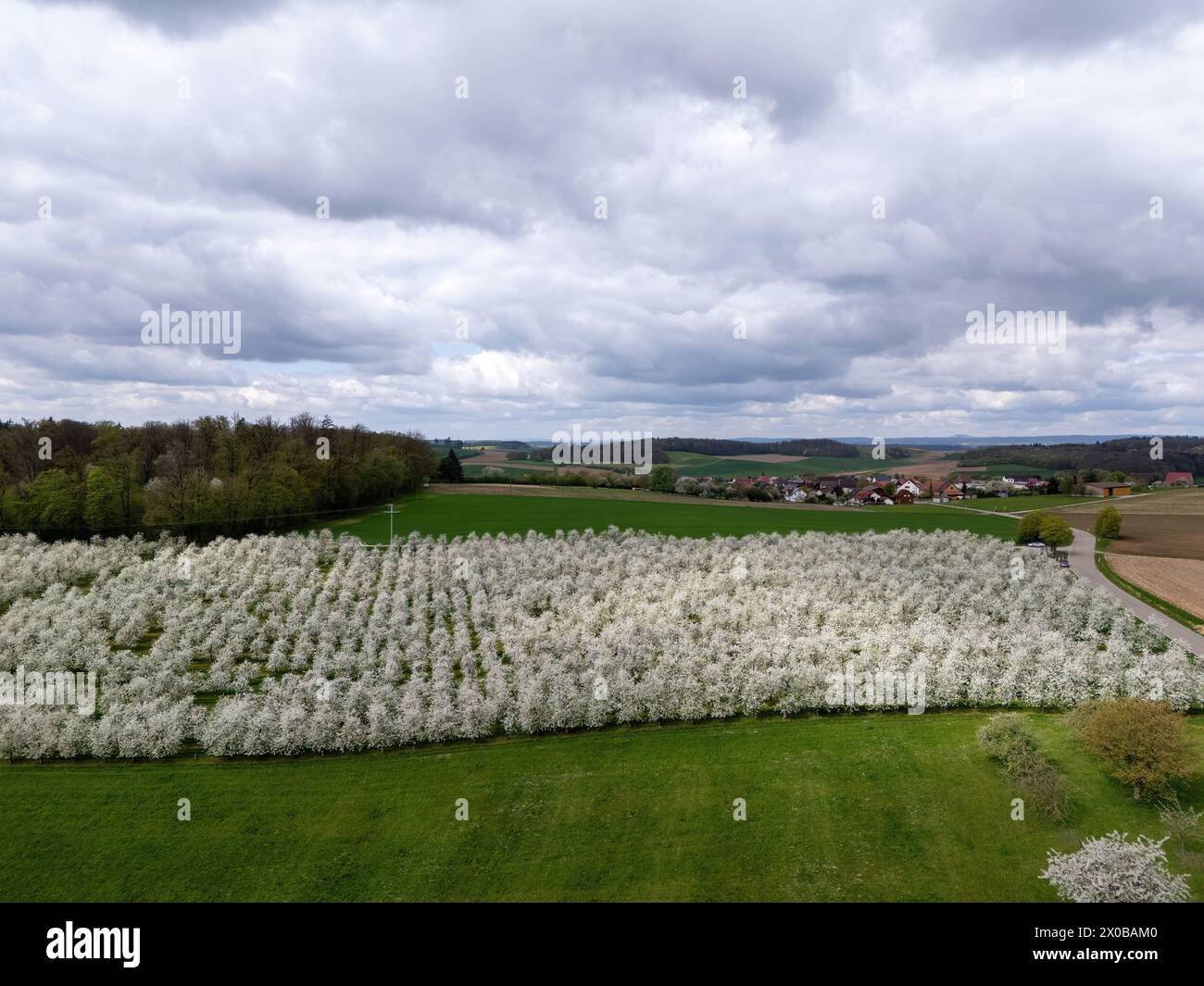 Scenic pathway blooming trees hi-res stock photography and images - Alamy