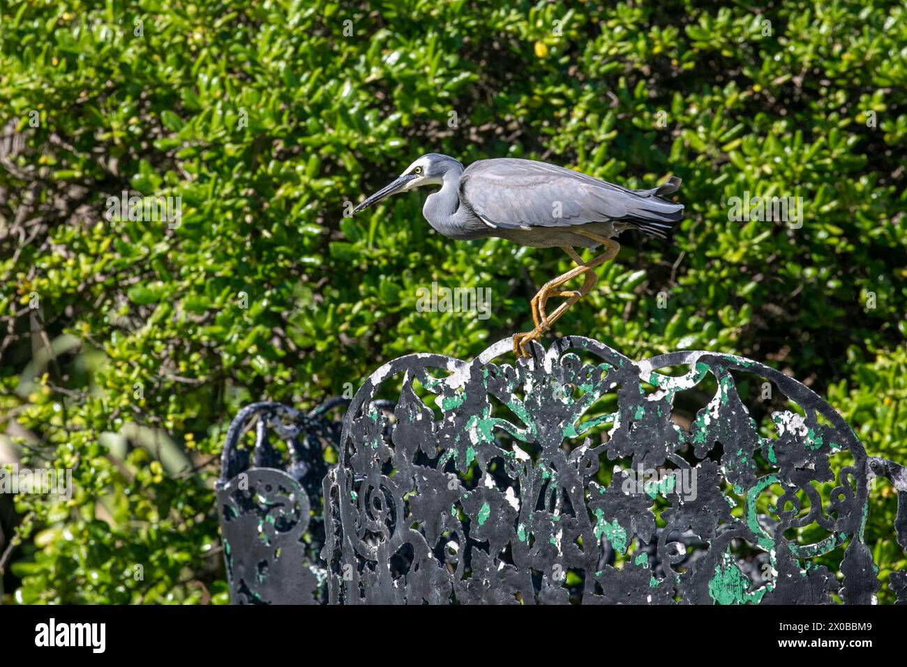 Sydney,Australia, white faced heron sometimes known as white fronted ...