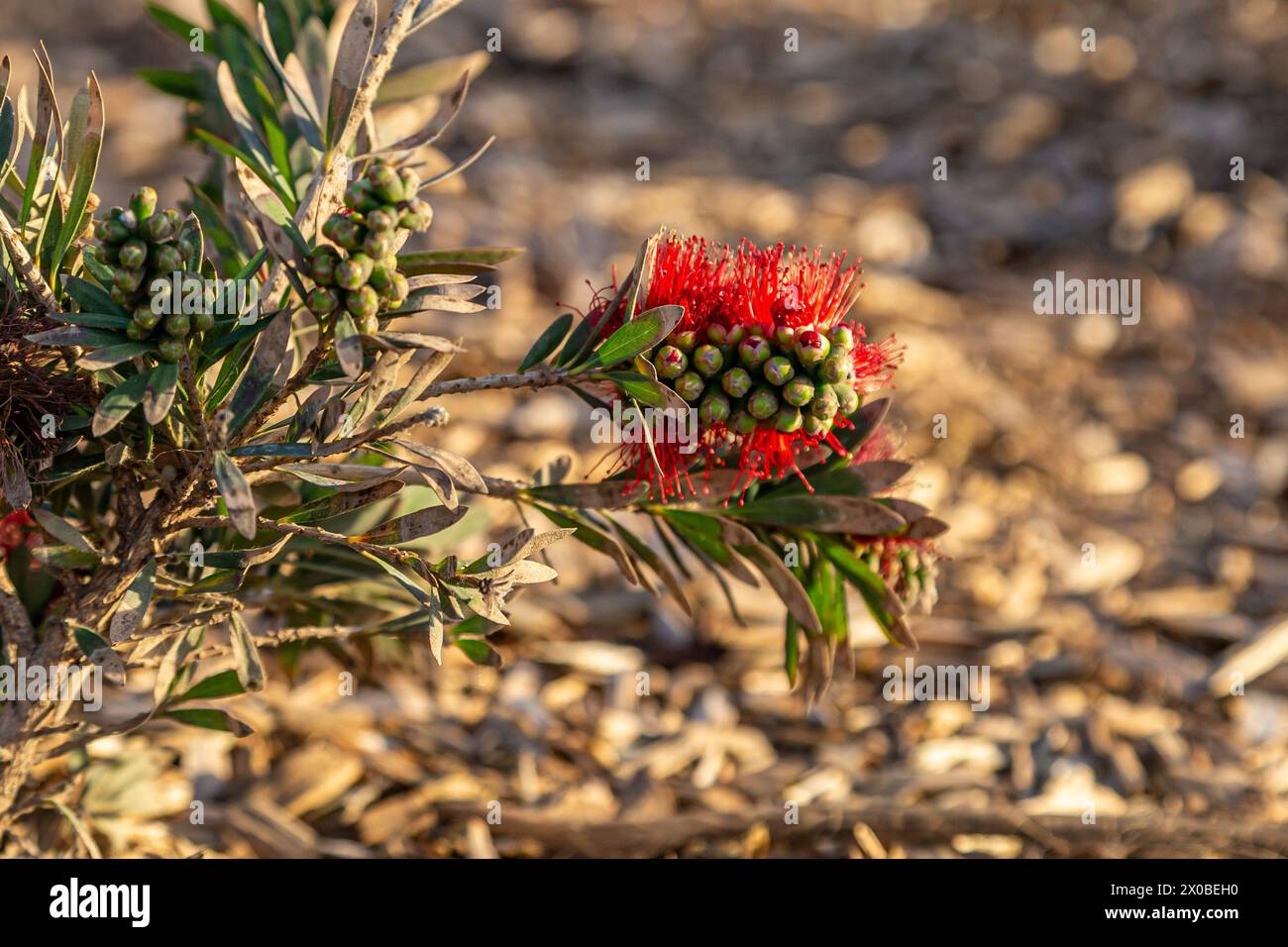 A close up of a Callistemon plant in the sunshine Stock Photo - Alamy