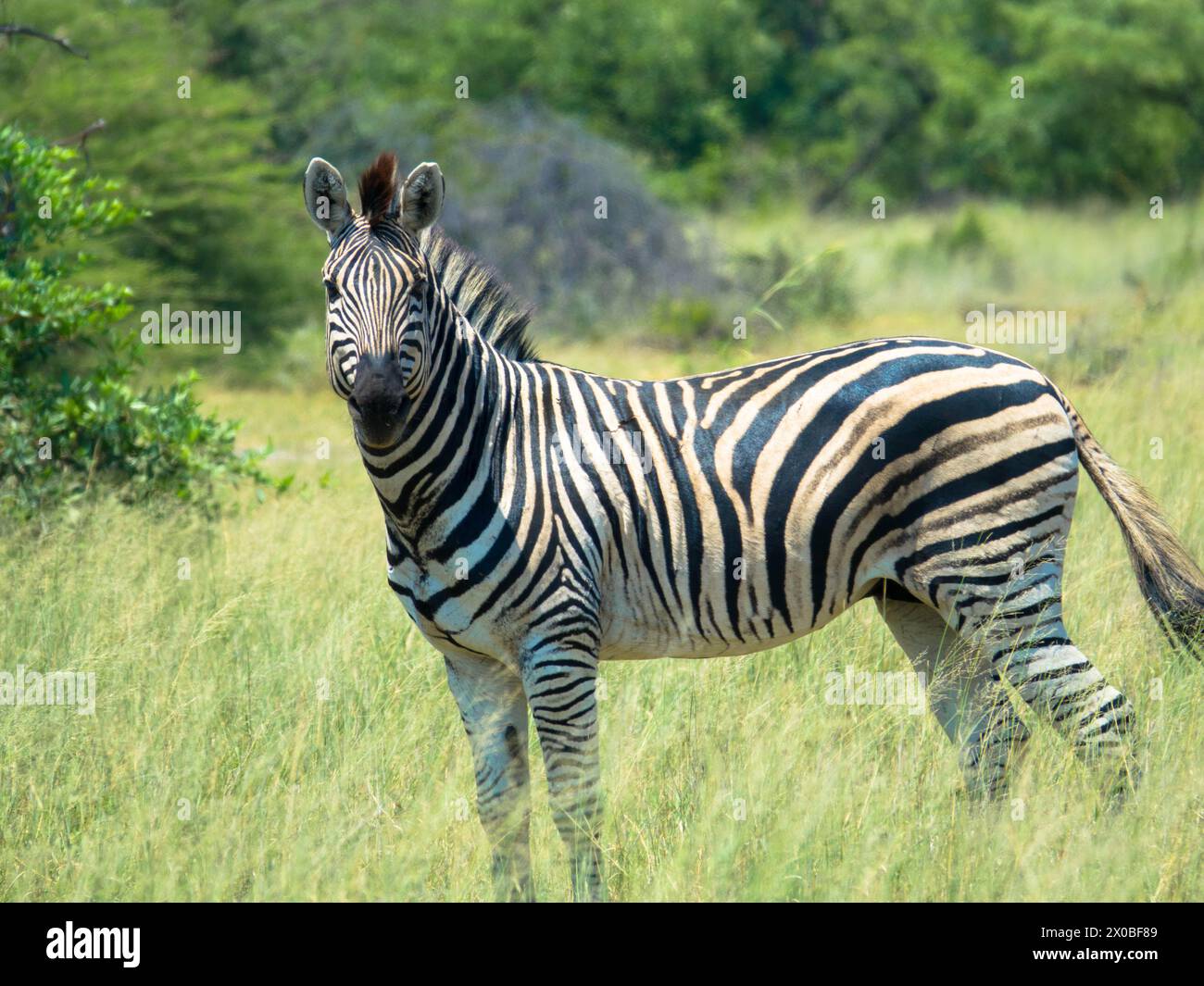 Savanna habitat hi-res stock photography and images - Alamy